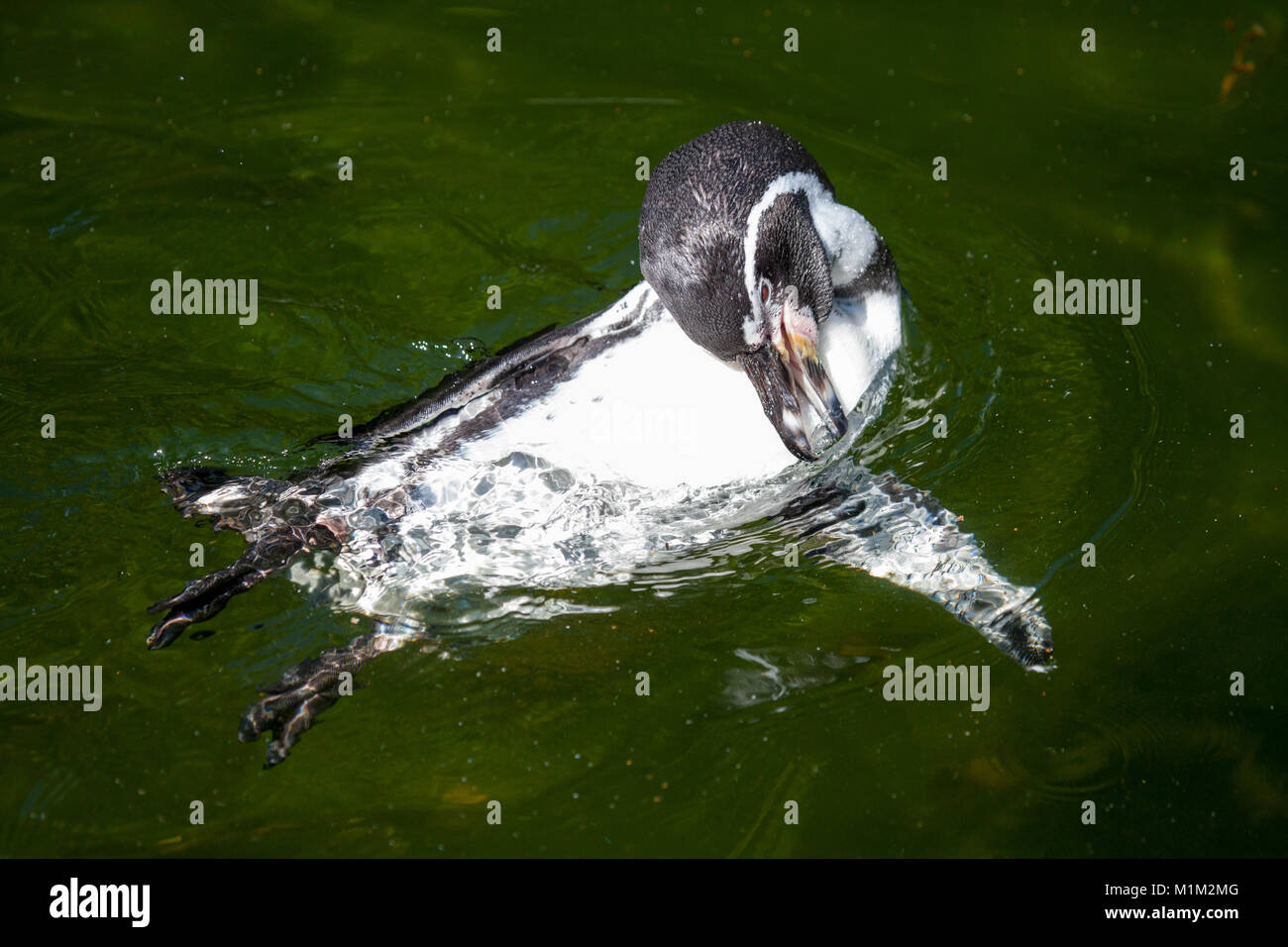 a little penguin swims in a lake Stock Photo - Alamy