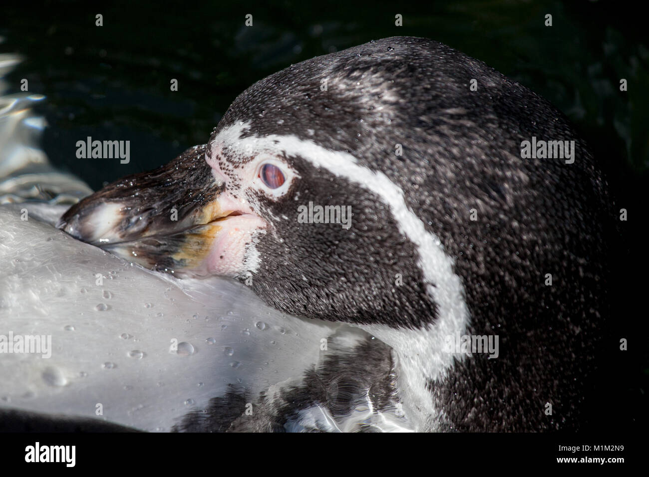 a little penguin swims in a lake Stock Photo - Alamy