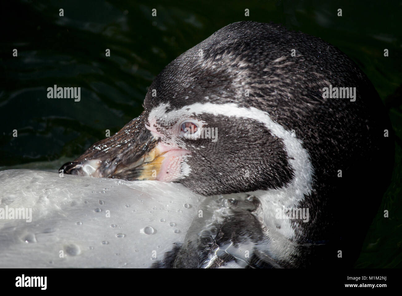 a little penguin swims in a lake Stock Photo - Alamy