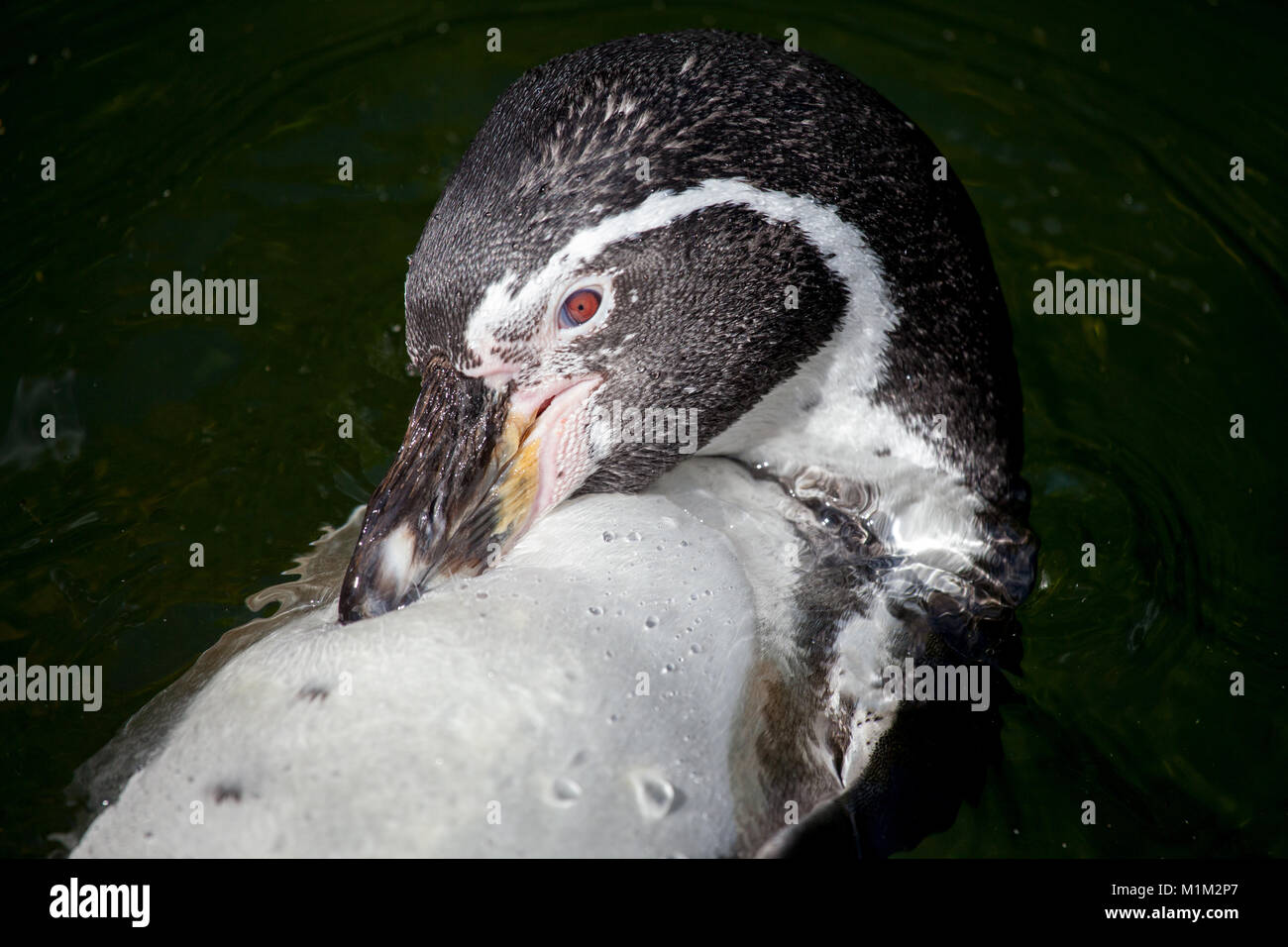 a little penguin swims in a lake Stock Photo - Alamy
