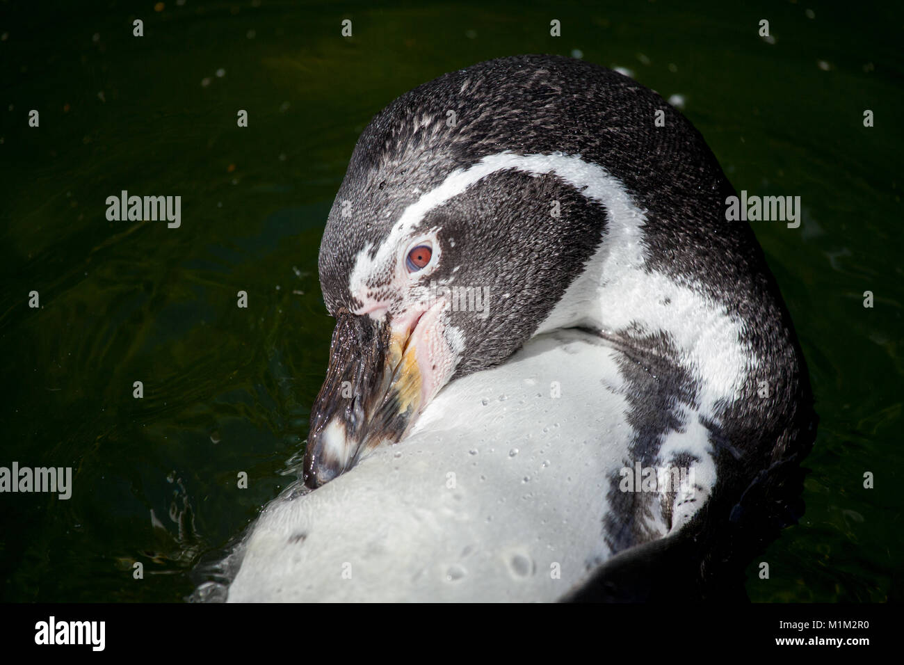 African penguin swims in hi-res stock photography and images - Alamy