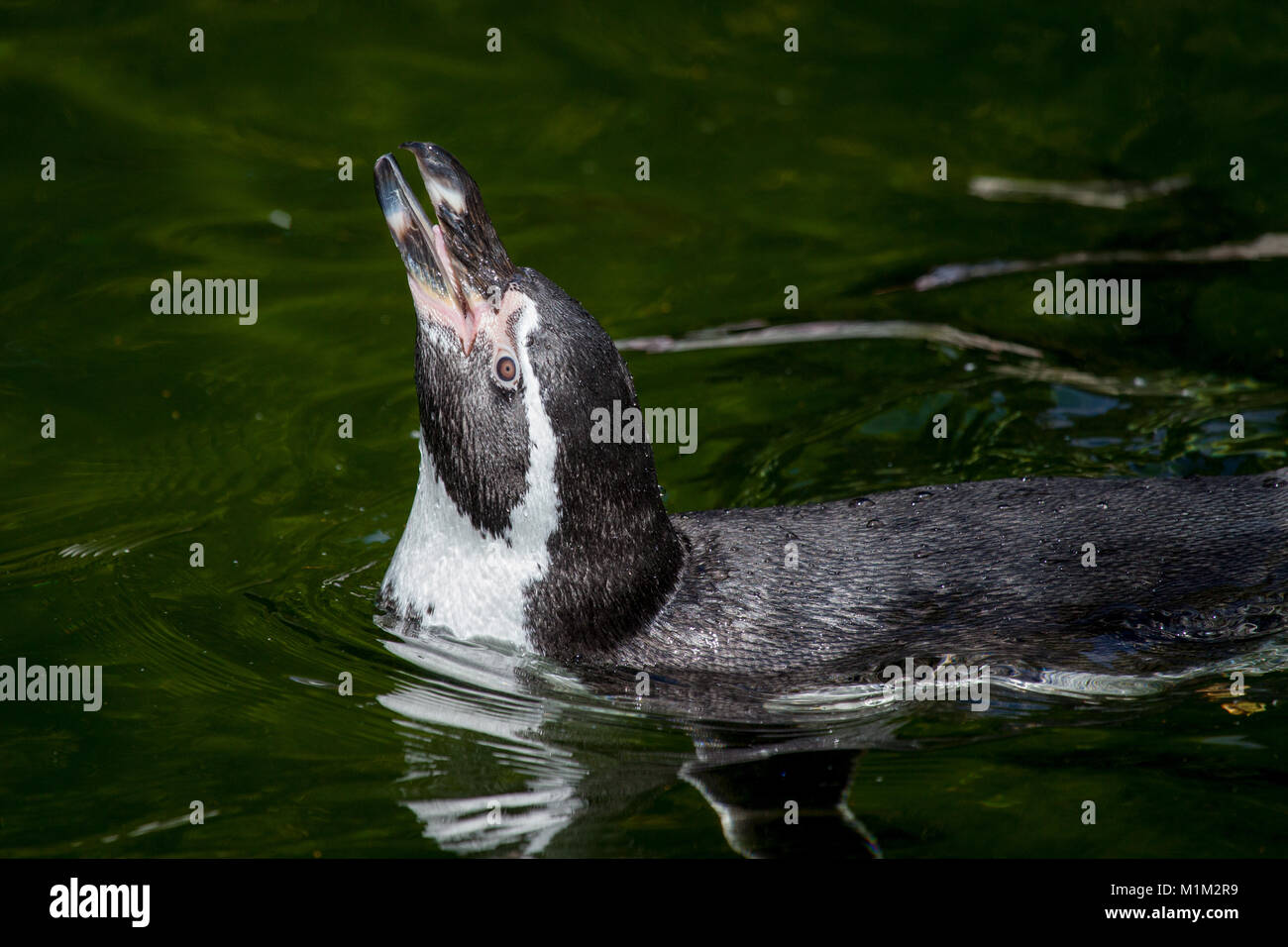 a little penguin swims in a lake Stock Photo - Alamy