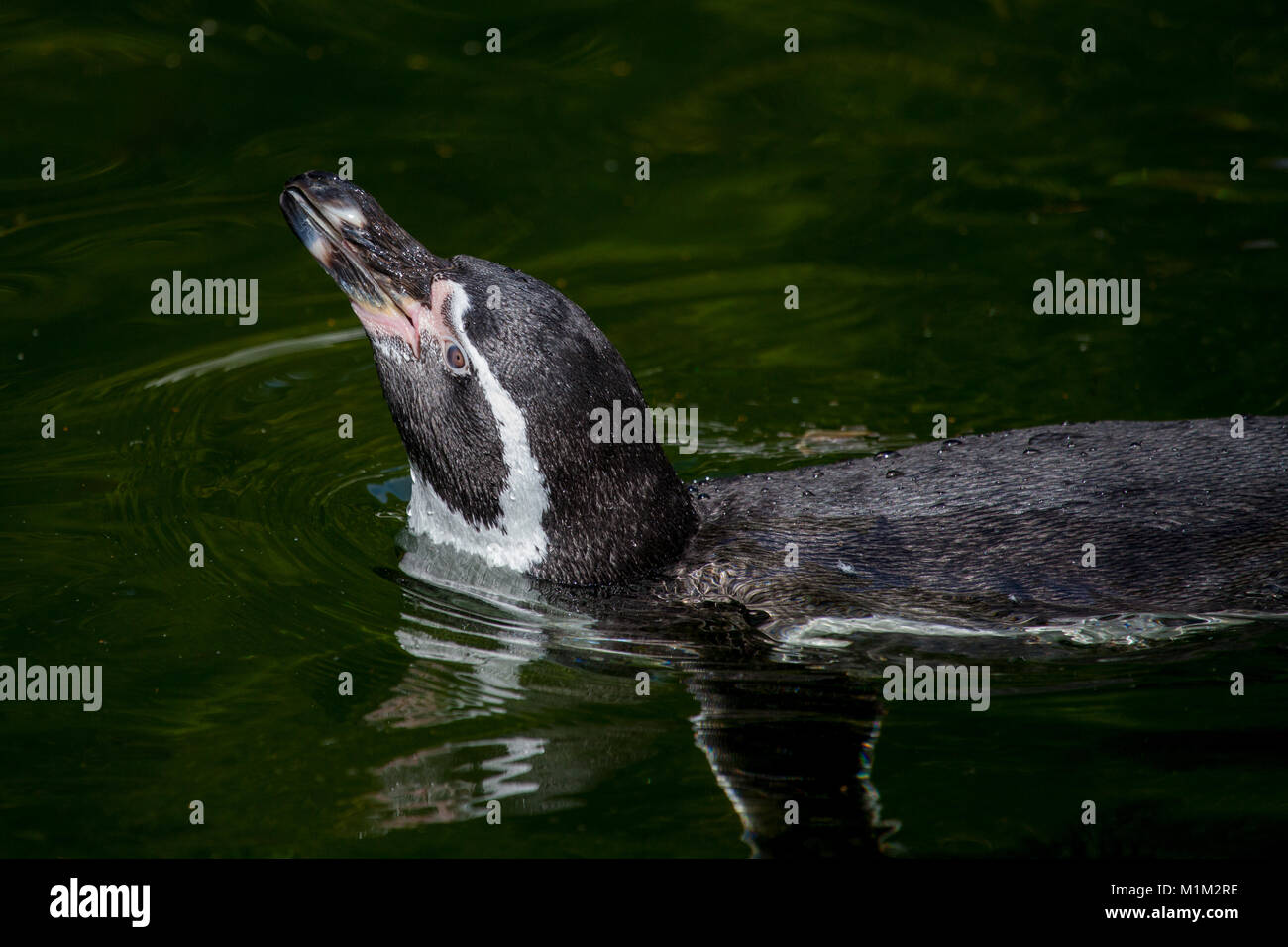 Group of little penguins hi-res stock photography and images - Alamy