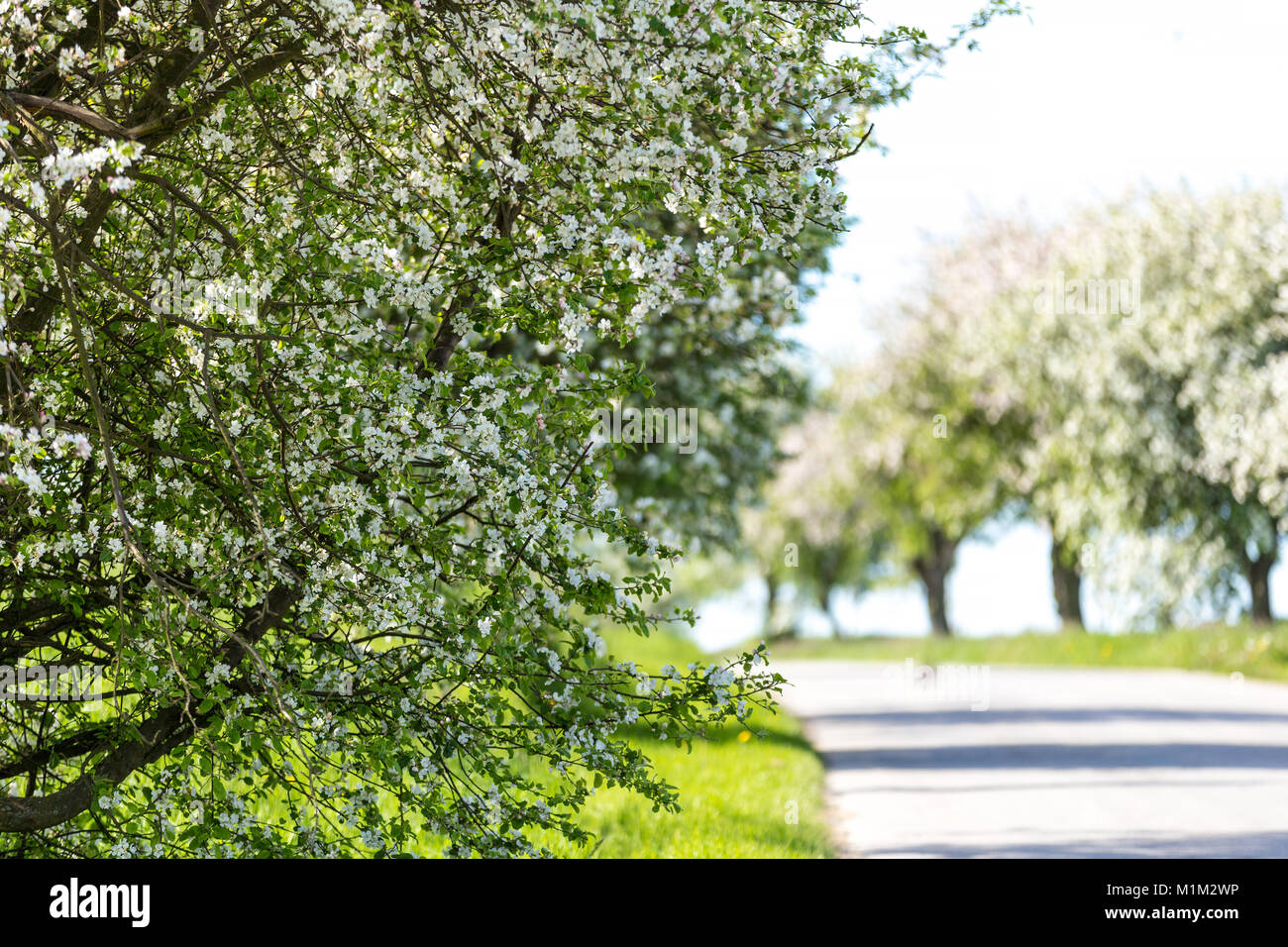 Field road apple tree hi-res stock photography and images - Alamy