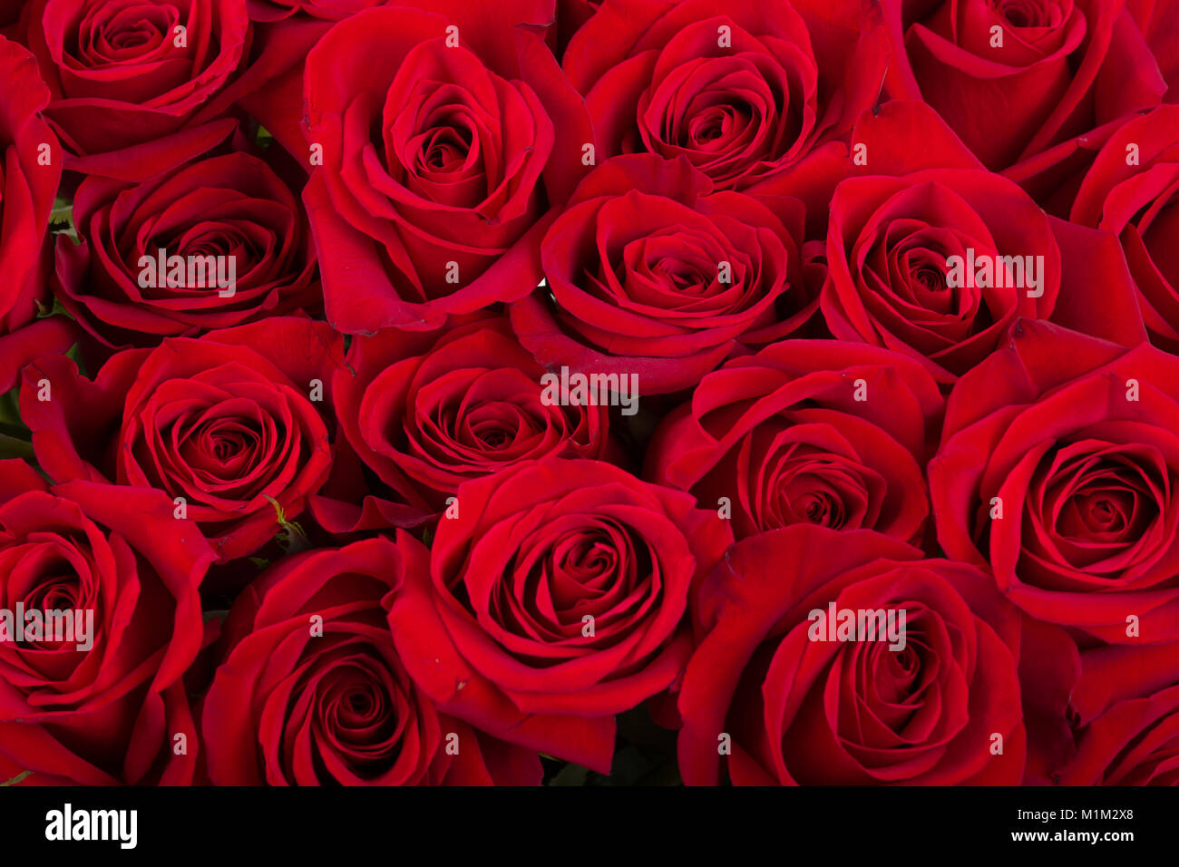 Red roses background. Valentine's card. Top view. Copy space Stock ...