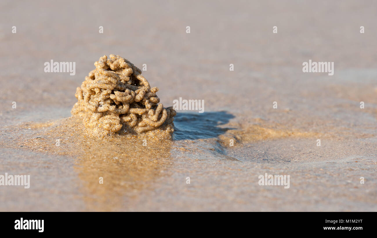 Worm cast on beach hi-res stock photography and images - Alamy