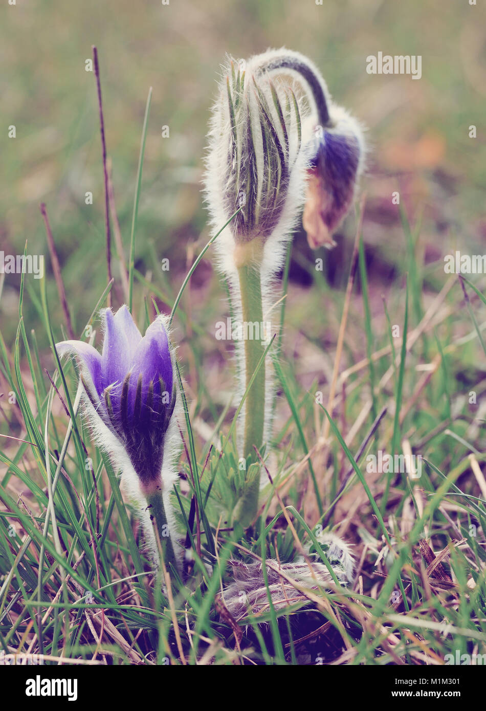 early spring beautiful blue flowers Pulsatilla pratensis (small pasque ...