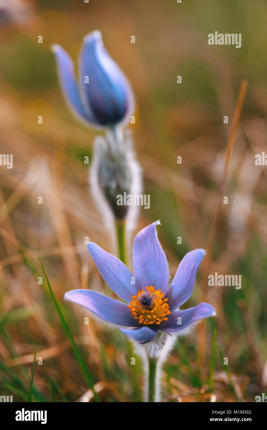 early spring beautiful blue flowers Pulsatilla pratensis (small pasque ...