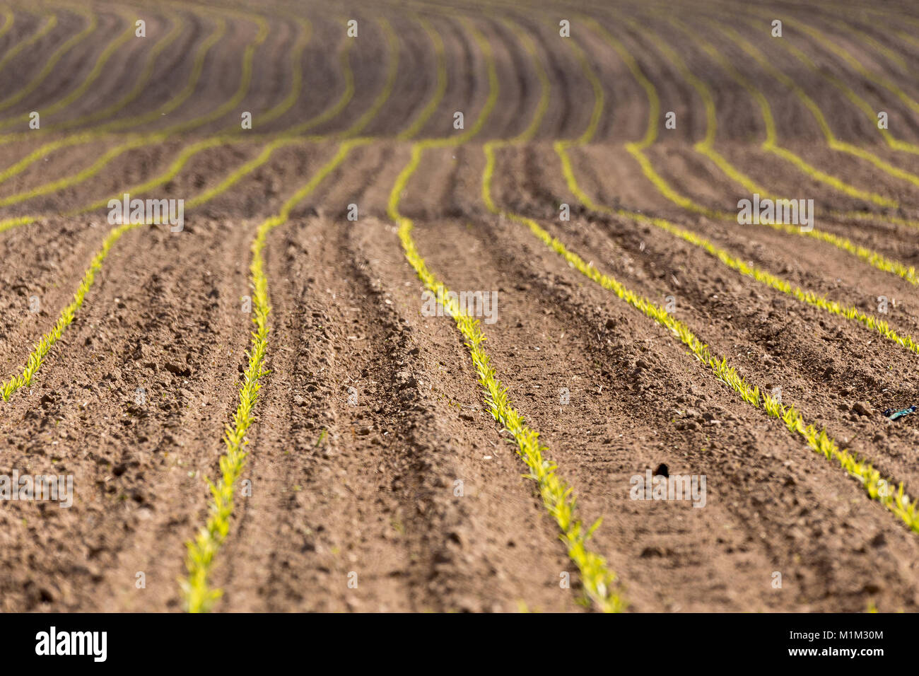 Beautiful spring rural landscape with plowed field curves. Rural ...