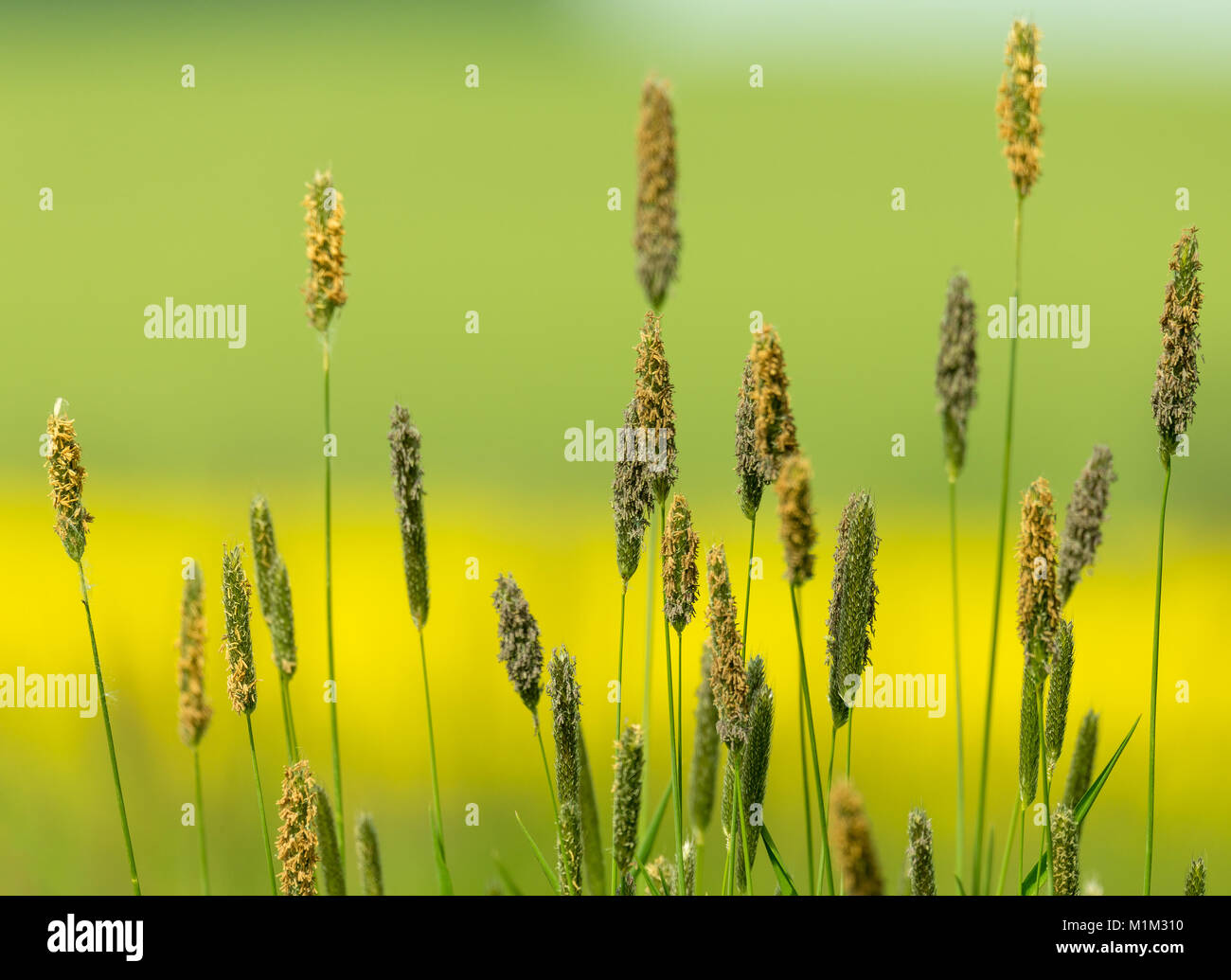 grass on meadow, green color tone spring background Stock Photo - Alamy