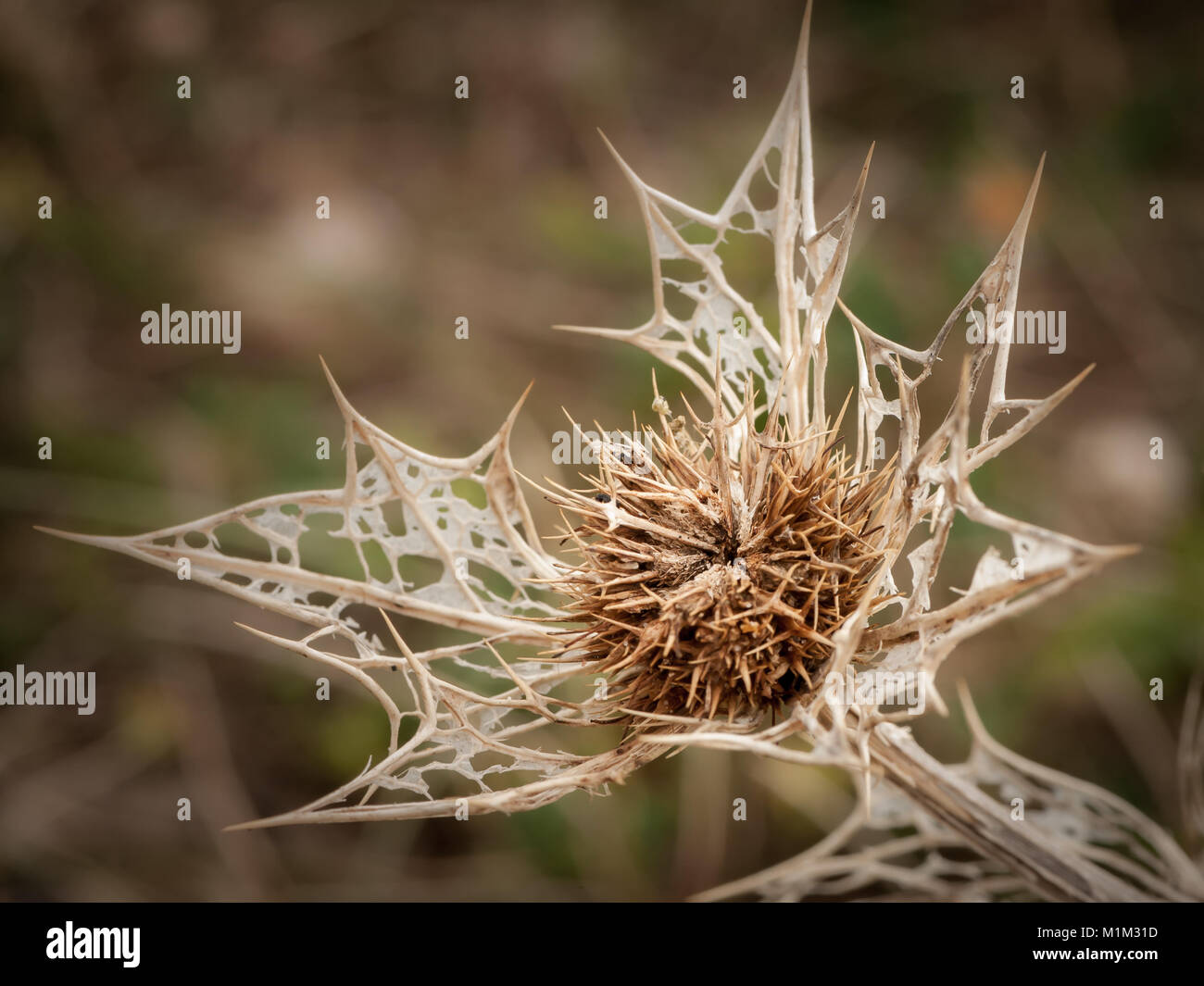 A seaside eryngo (Eryngium maritimum) on dry dunes in France Stock ...