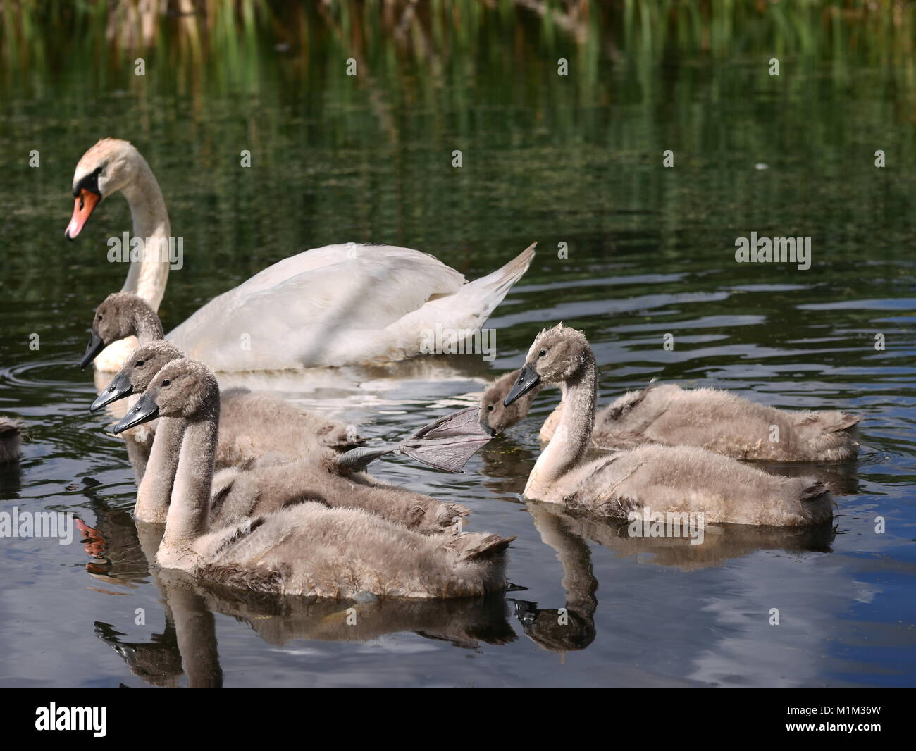 swan family on water Stock Photo - Alamy