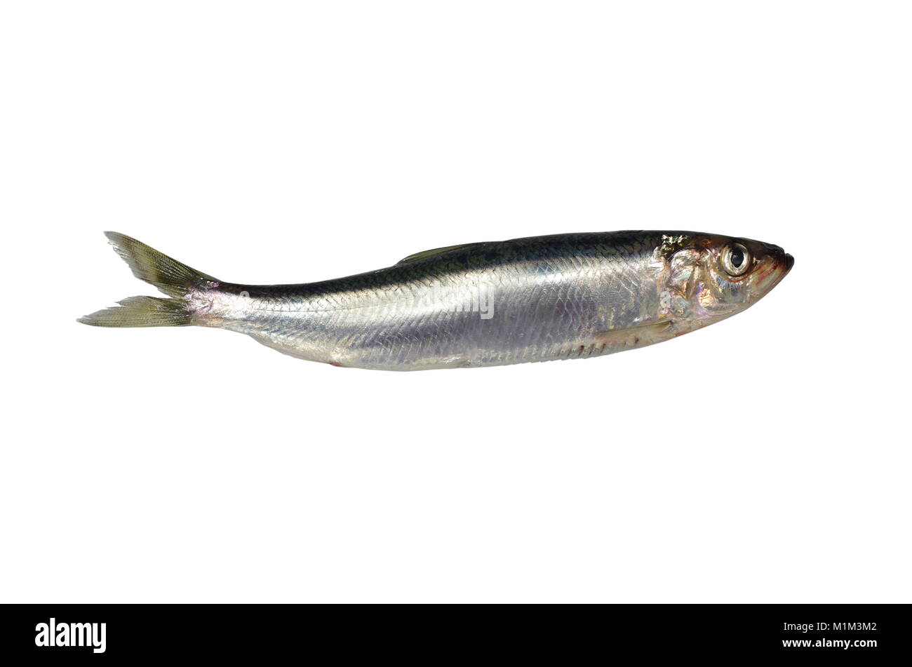 fresh herring on white background Stock Photo - Alamy