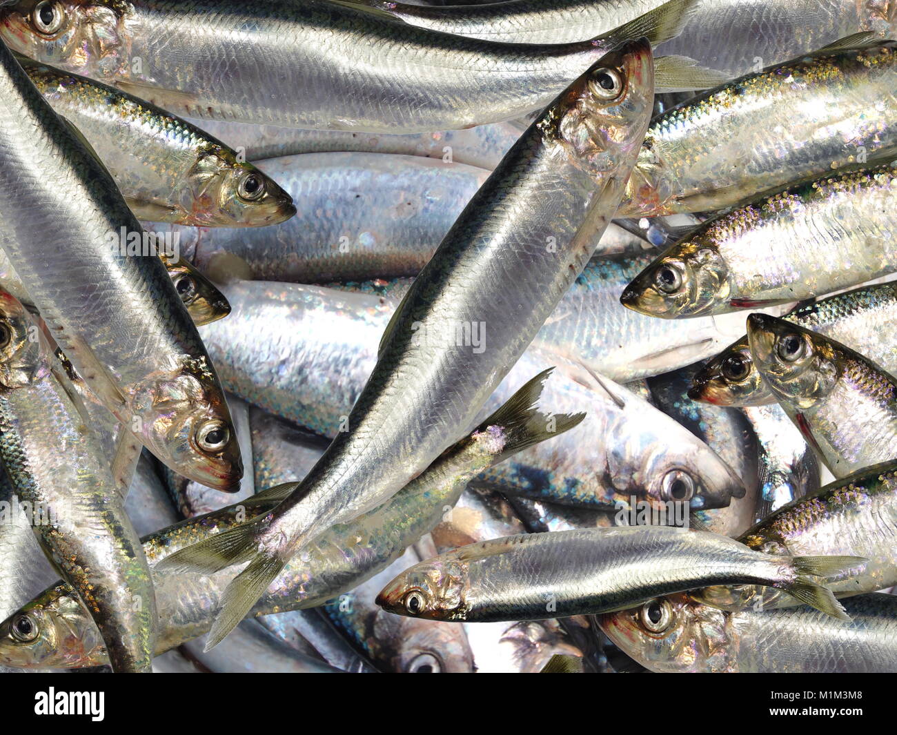 fresh herrings in box Stock Photo - Alamy