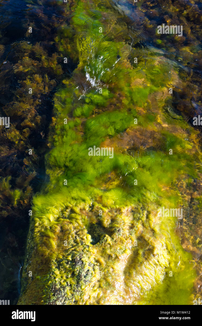 rocky sea shore with with seaweed, transparent waves with foam, on a ...