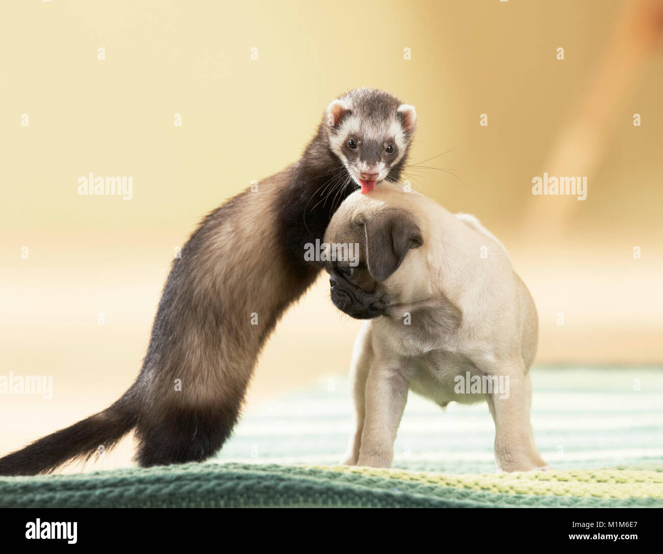 Cute Ferrets Playing