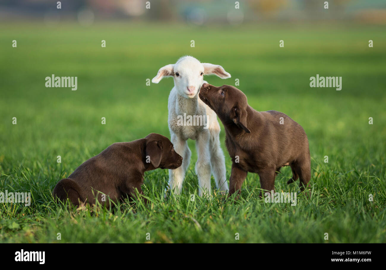 Labrador Retriever and Merino Sheep. Lamb and pair of puppies on a ...