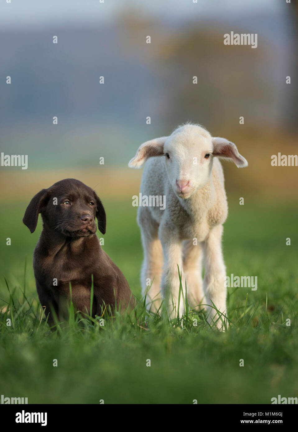 Labrador Retriever and Merino Sheep. Lamb and puppy on a meadow ...