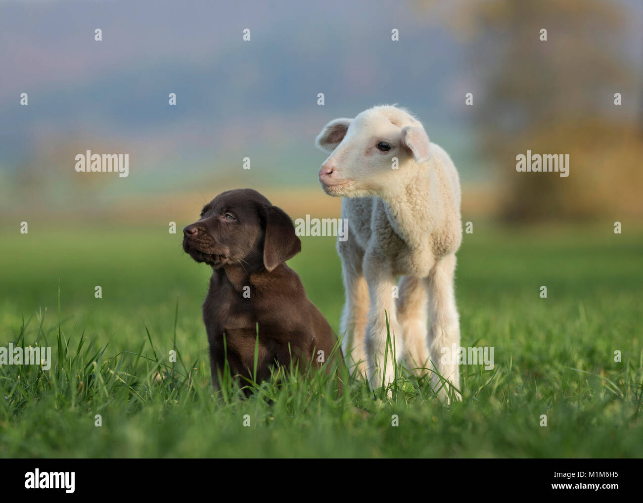 Labrador Retriever and Merino Sheep. Lamb and puppy on a meadow ...