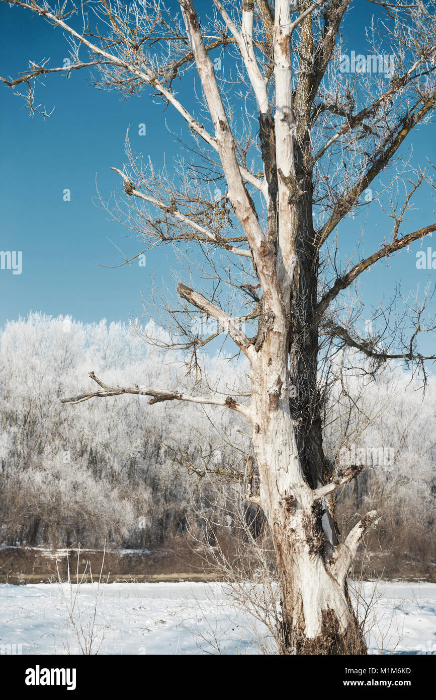 dead tree in winter forest, blue sky and white snow, beautiful wild ...