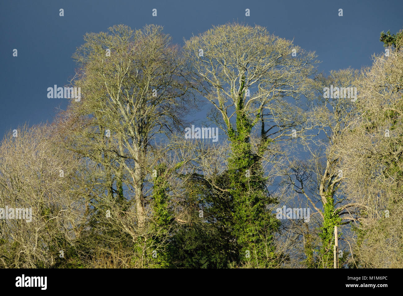 Strong light hi-res stock photography and images - Alamy
