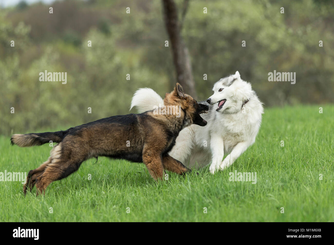 German Shepherd Vs Wolf Real Fight