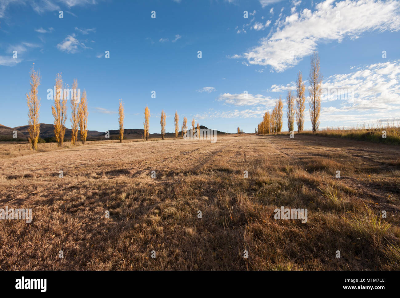 poplar trees eastern free state Stock Photo - Alamy