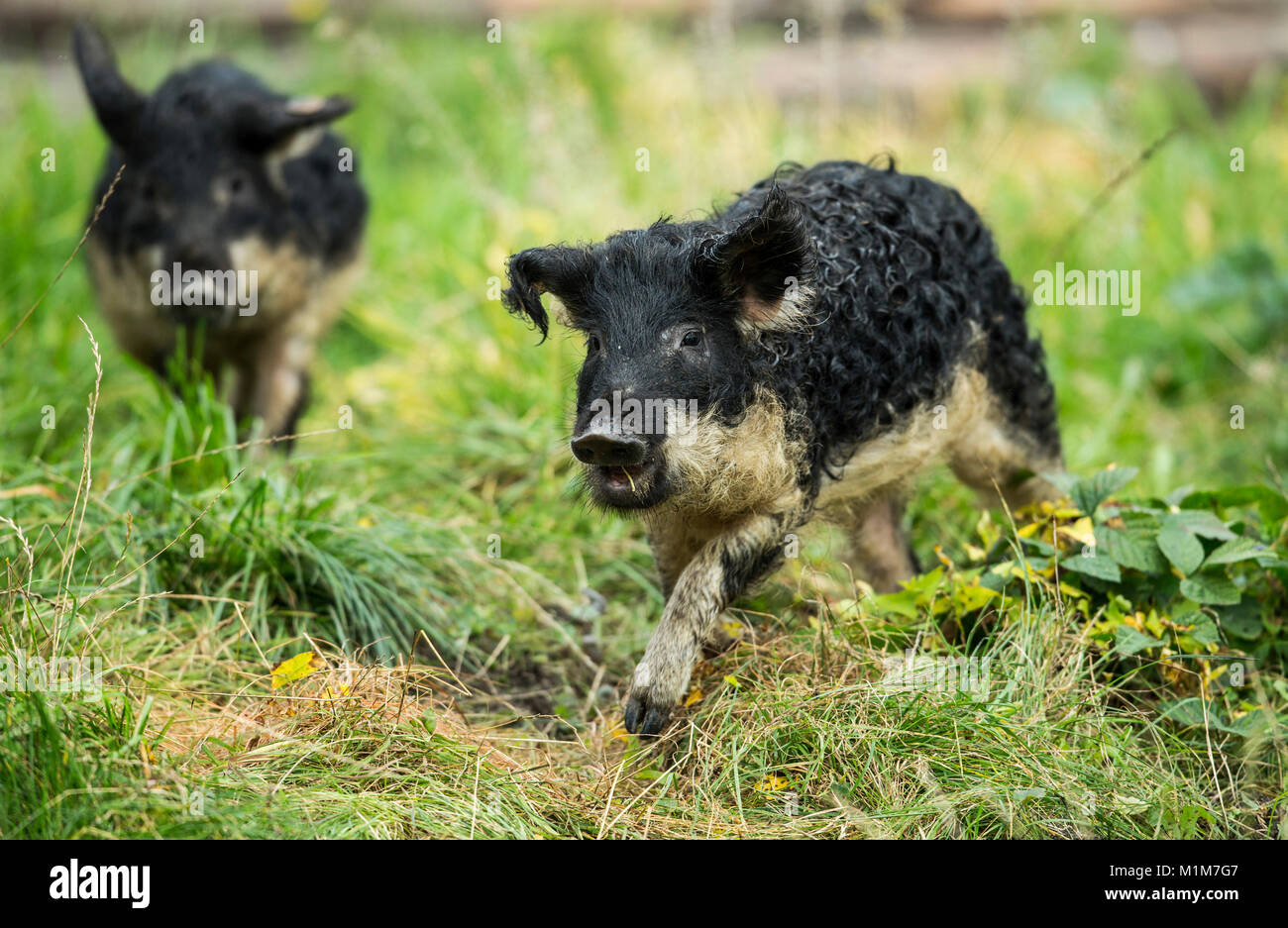Mangalica. Two piglets running on a meadow. Germany Stock Photo - Alamy