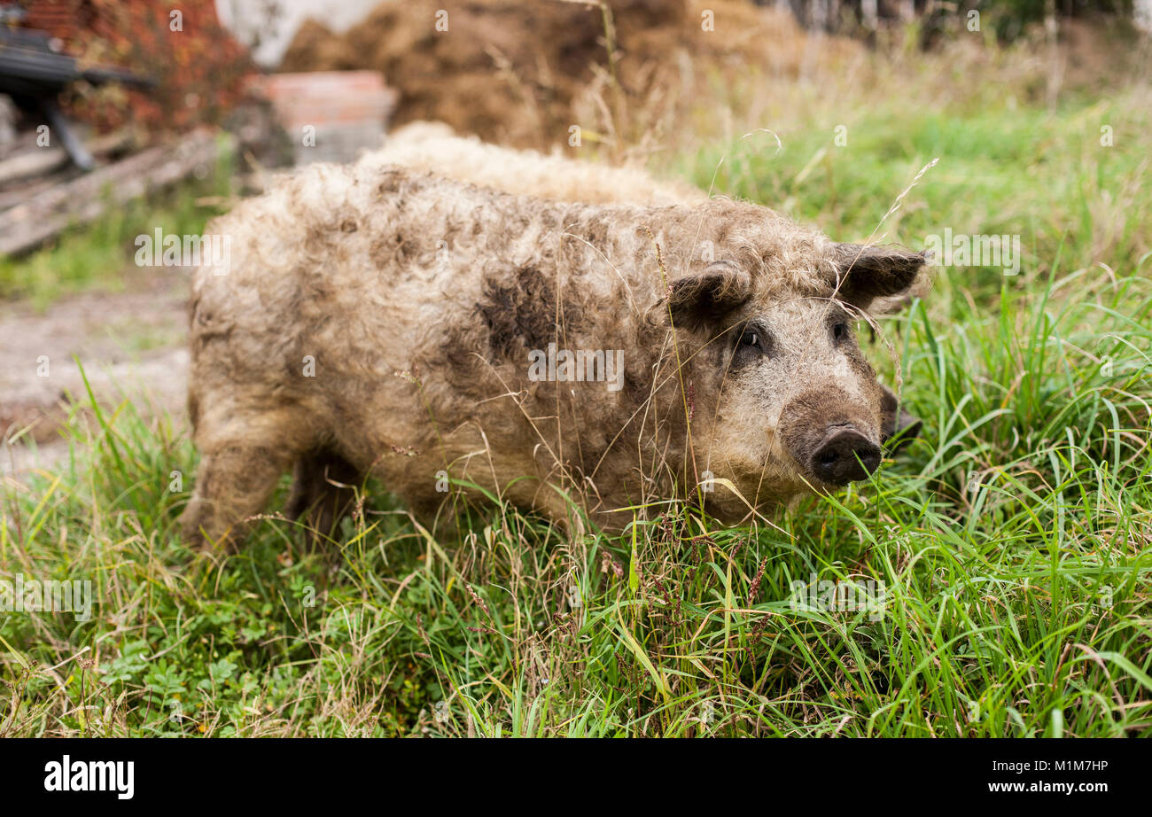 Mangalitza or mangalica hi-res stock photography and images - Alamy