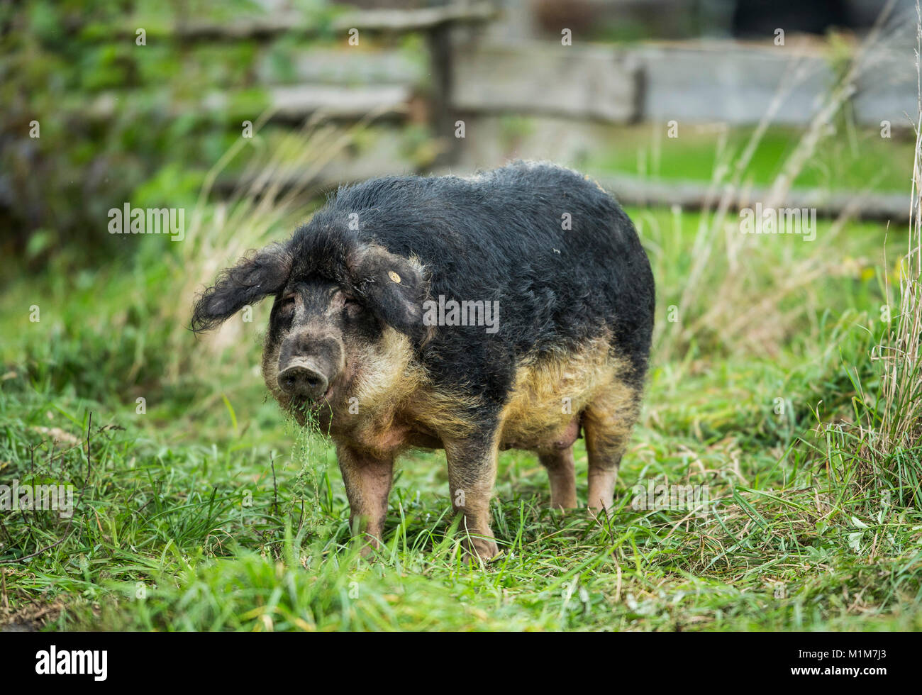 Sow hi-res stock photography and images - Alamy