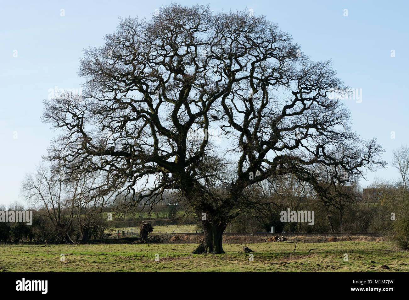 Tree Without Branches Stock Photos & Tree Without Branches Stock Images ...