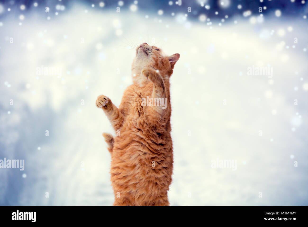 A red cat catches snowflakes during a snowfall Stock Photo - Alamy