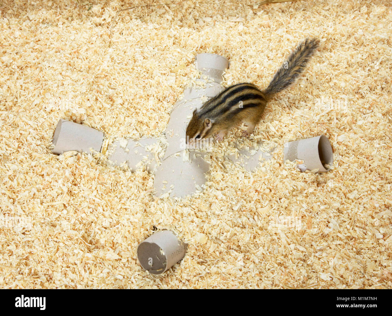 Siberian Chipmunk (Tamias sibiricus) with selfmade labyrinth made of ...