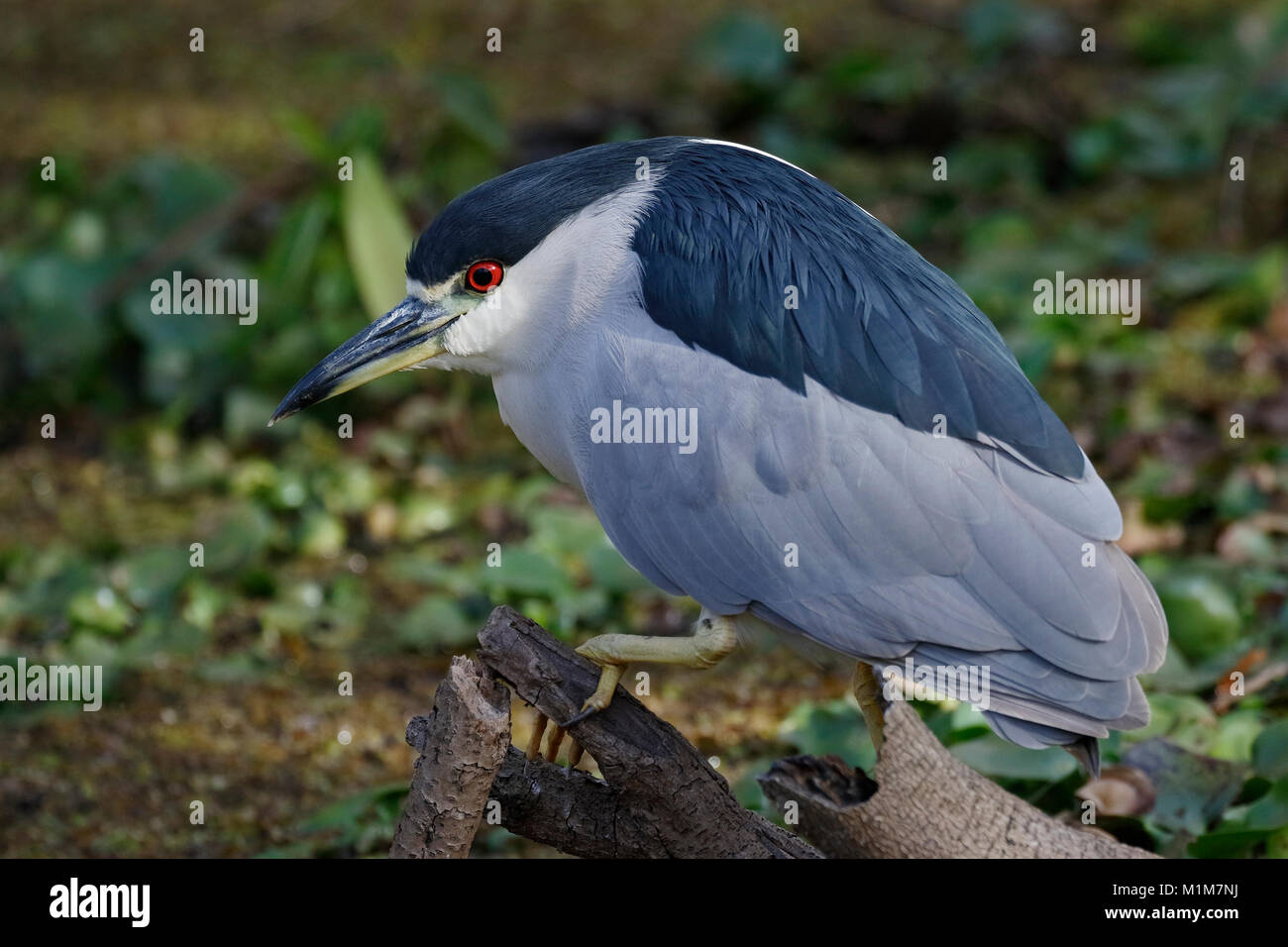 Black-crowned Night Heron (Nycticorax nycticorax ) perched on a dead ...
