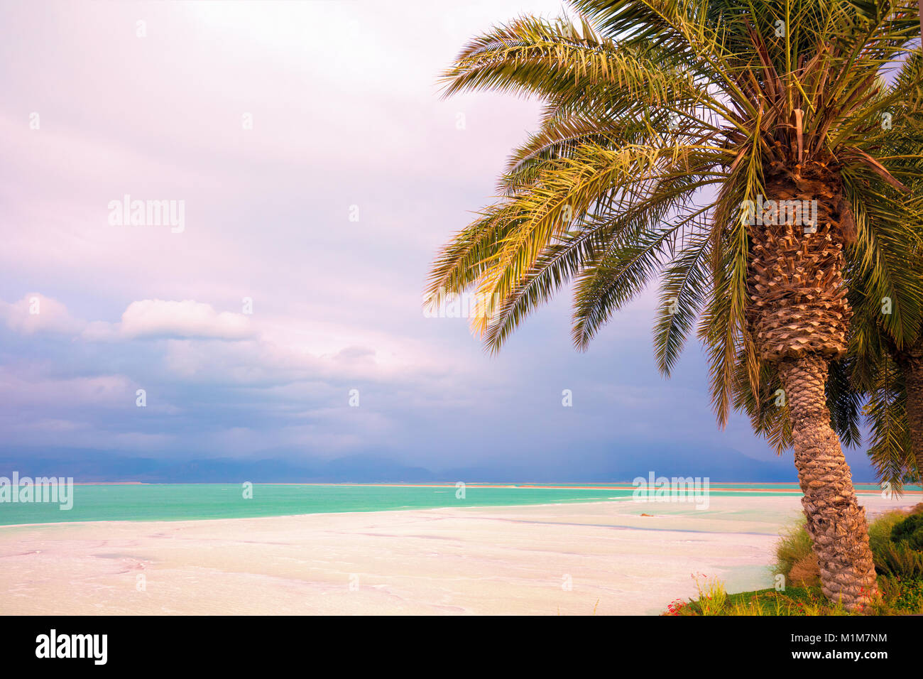 Dead Sea shore. Palm tree on the beach. Ein Bokek, Israel Stock Photo - Alamy