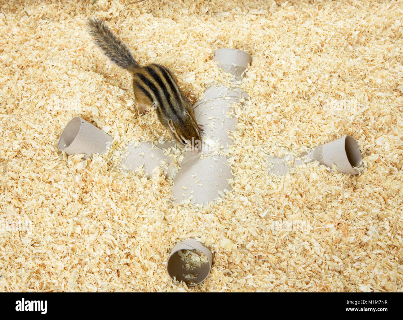 Siberian Chipmunk (Tamias sibiricus) with selfmade labyrinth made of ...