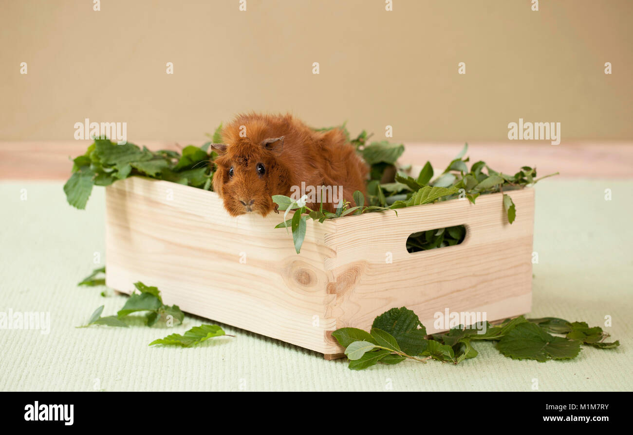 Guinea pig in a box hi-res stock photography and images - Alamy