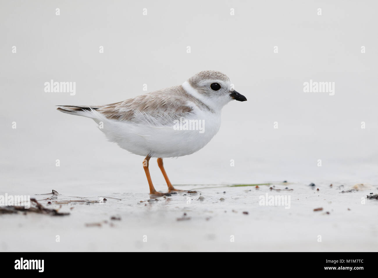 Piping Plover (Charadrius melodus) resting on a beach - St. Petersburg ...