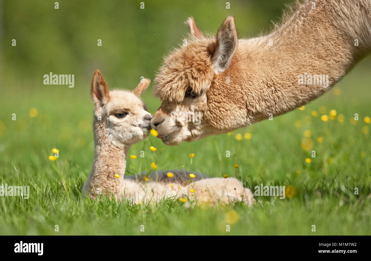 Alpaca (Lama pacos, Vicugna pacos). Mother sniffing at young on a ...