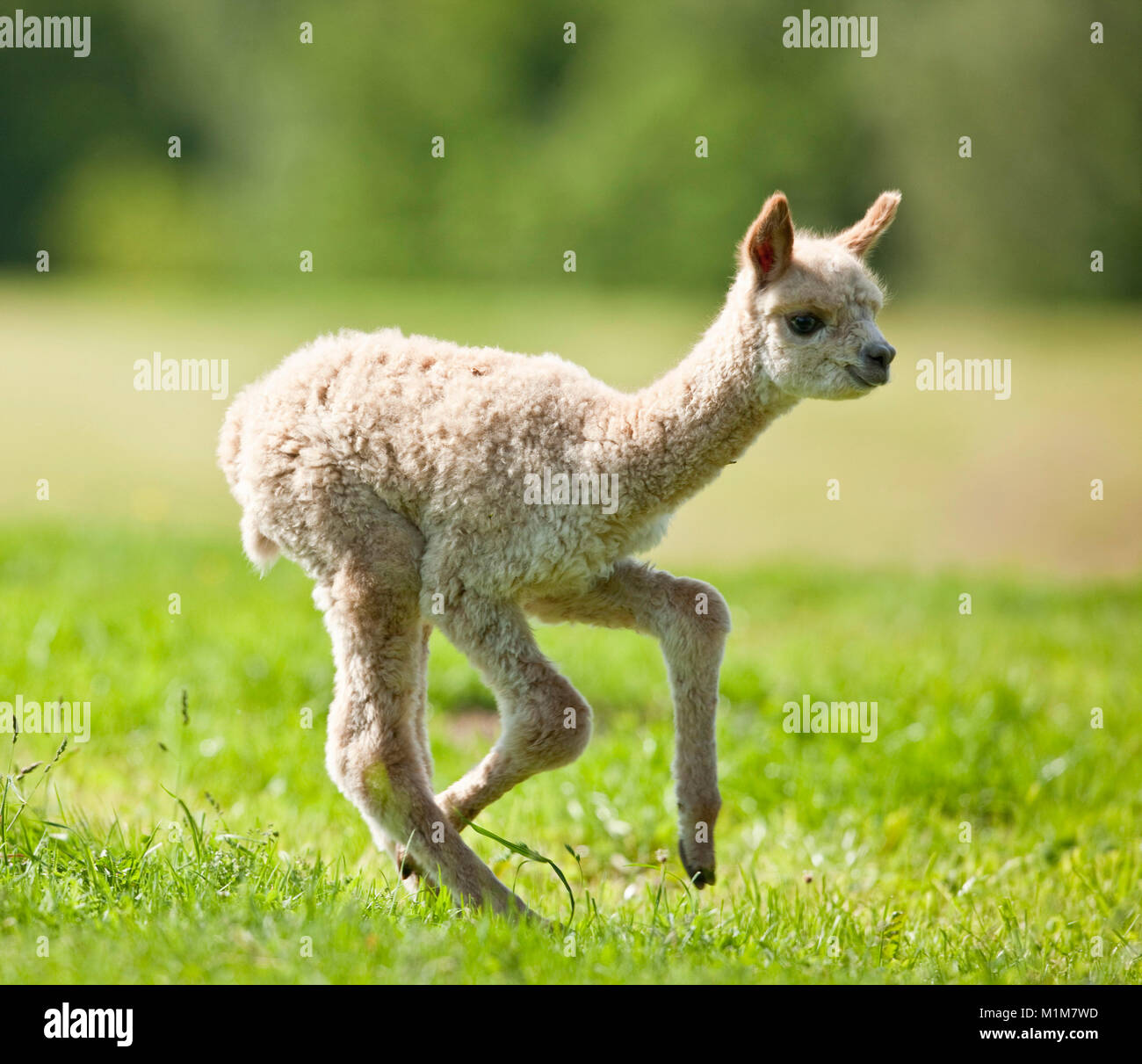 Running Llama