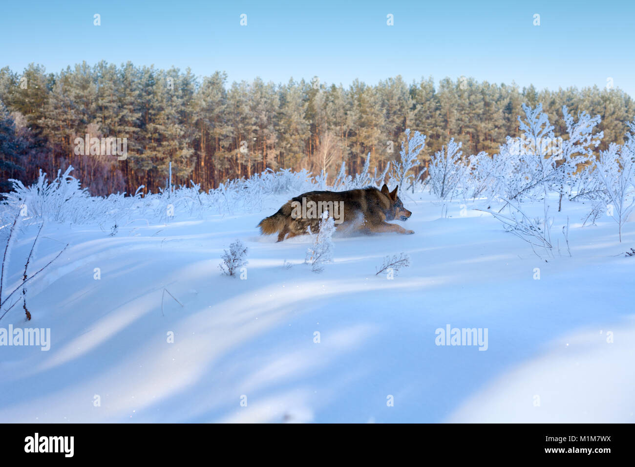 Winter snowy landscape. Dog running in the snowy field Stock Photo - Alamy