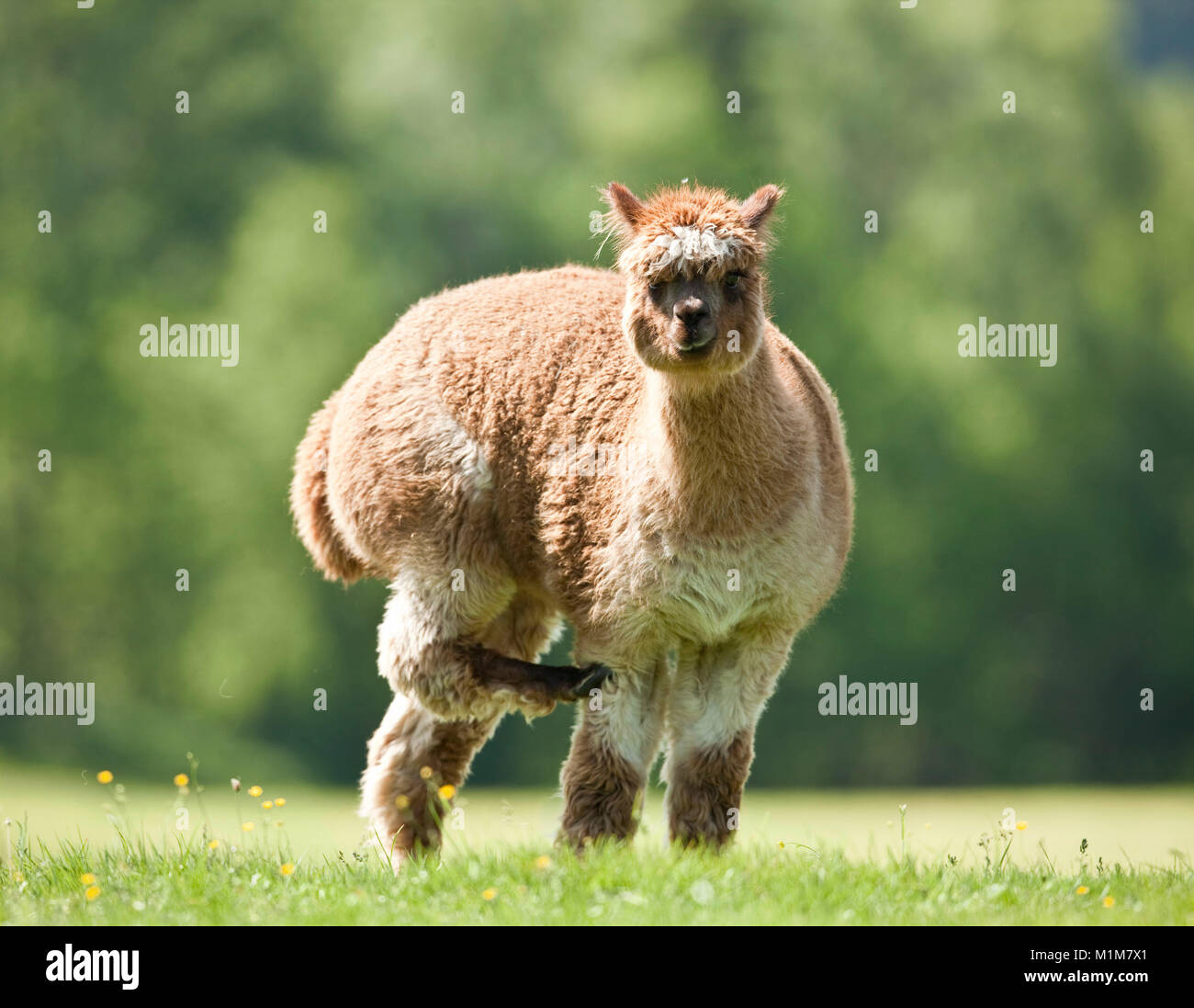 Alpaca (Vicugna pacos). Adult standing on a meadow, scratching. Germany ...