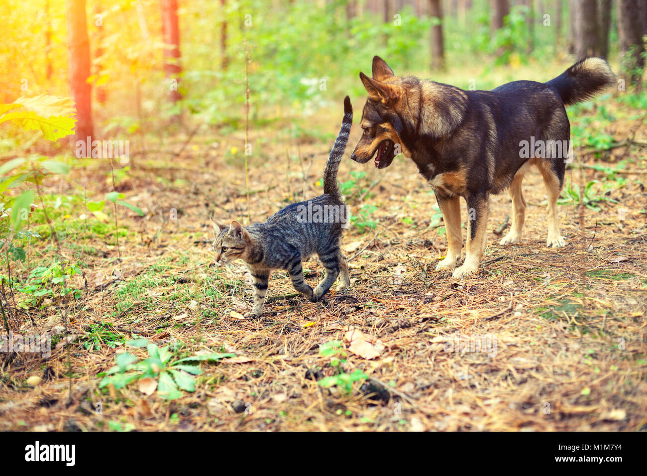 Dog with cat walking in the forest Stock Photo - Alamy