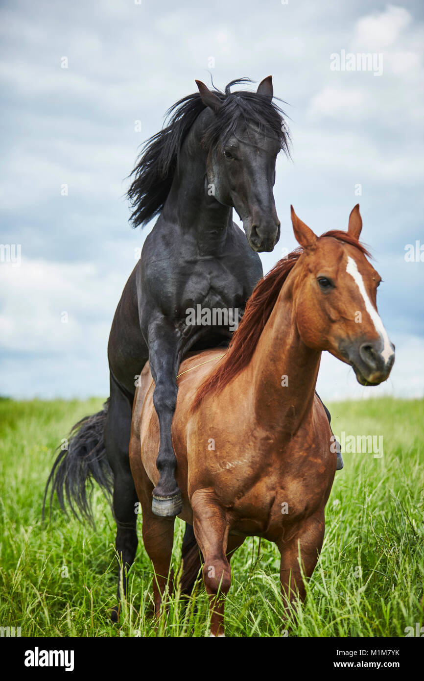 American Quarter Horse. Black stallion mating with a chestnut mare on a meadow. Germany Stock ...