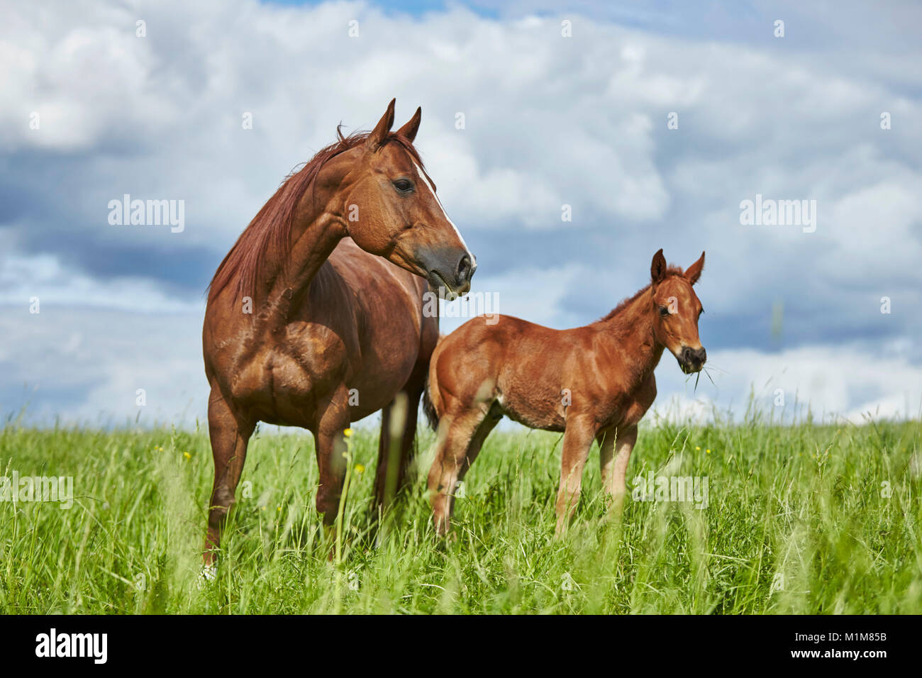 American Quarter Horse. Chestnut mare with foal standing on a meadow ...