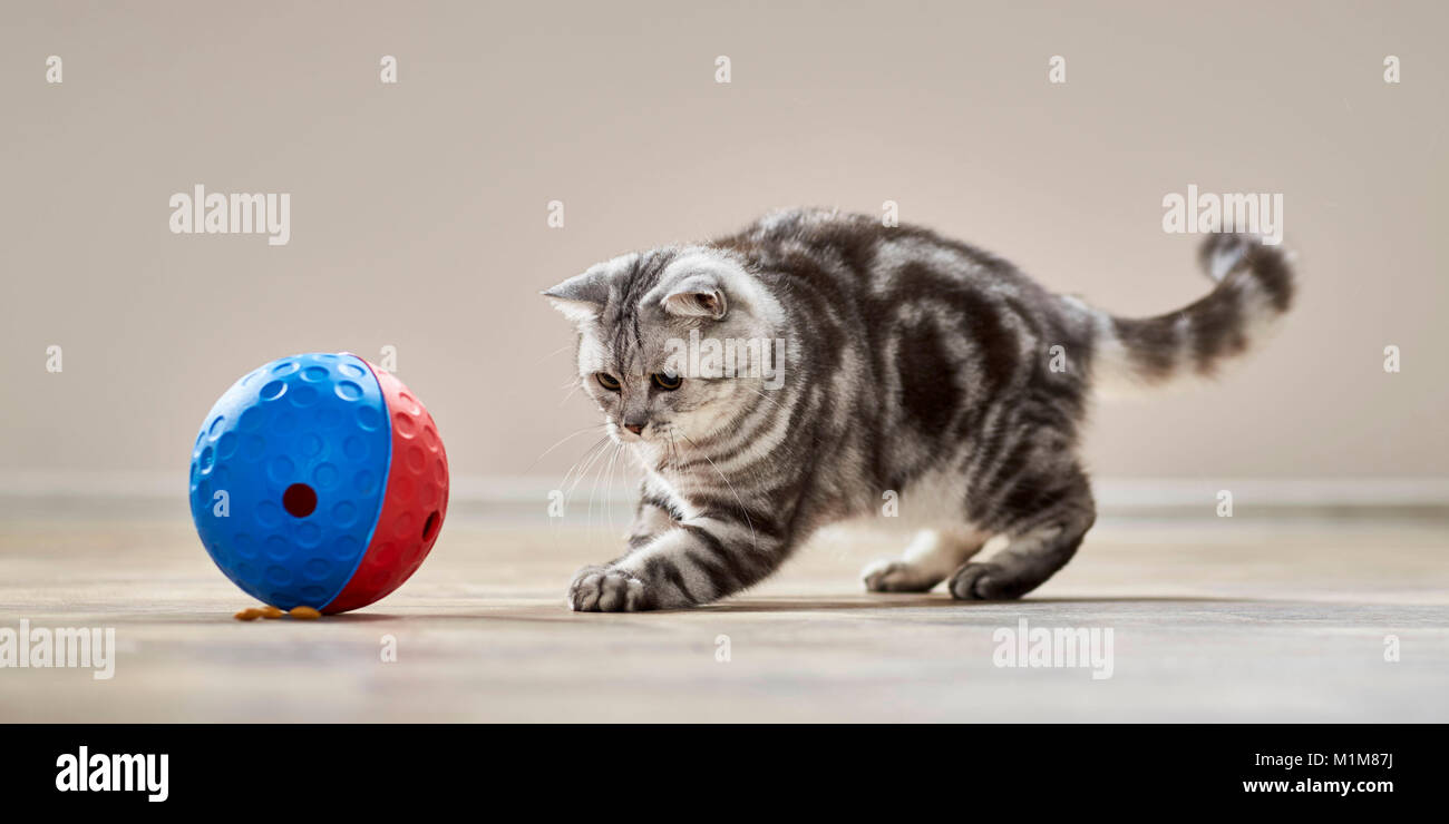 British Shorthair cat. Tabby adult playing with food-dispensing toy ...