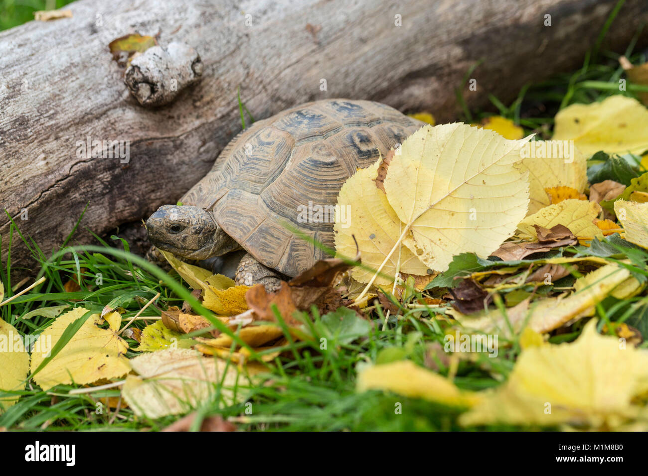 Mediterranean Spur-thighed Tortoise, Greek Tortoise (Testudo graeca ...