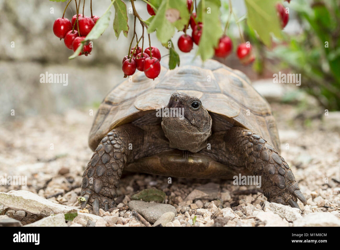 Adult tortoise hi-res stock photography and images - Alamy