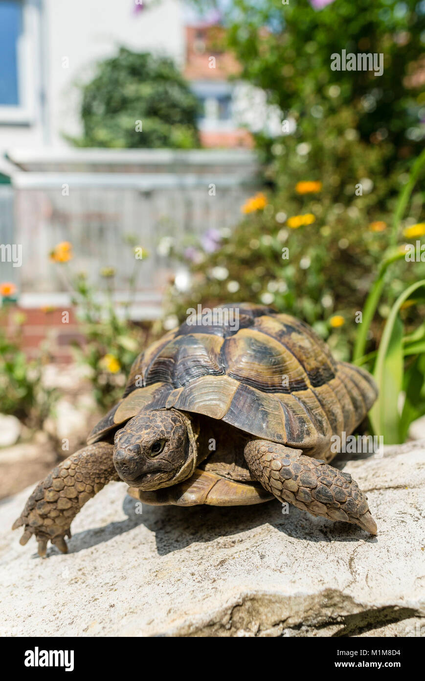Mediterranean Spur-thighed Tortoise, Greek Tortoise (Testudo graeca ...