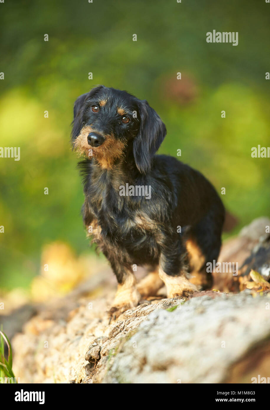 Wire-haired Dachshund. Adult dog standing on a log. Germany Stock Photo ...